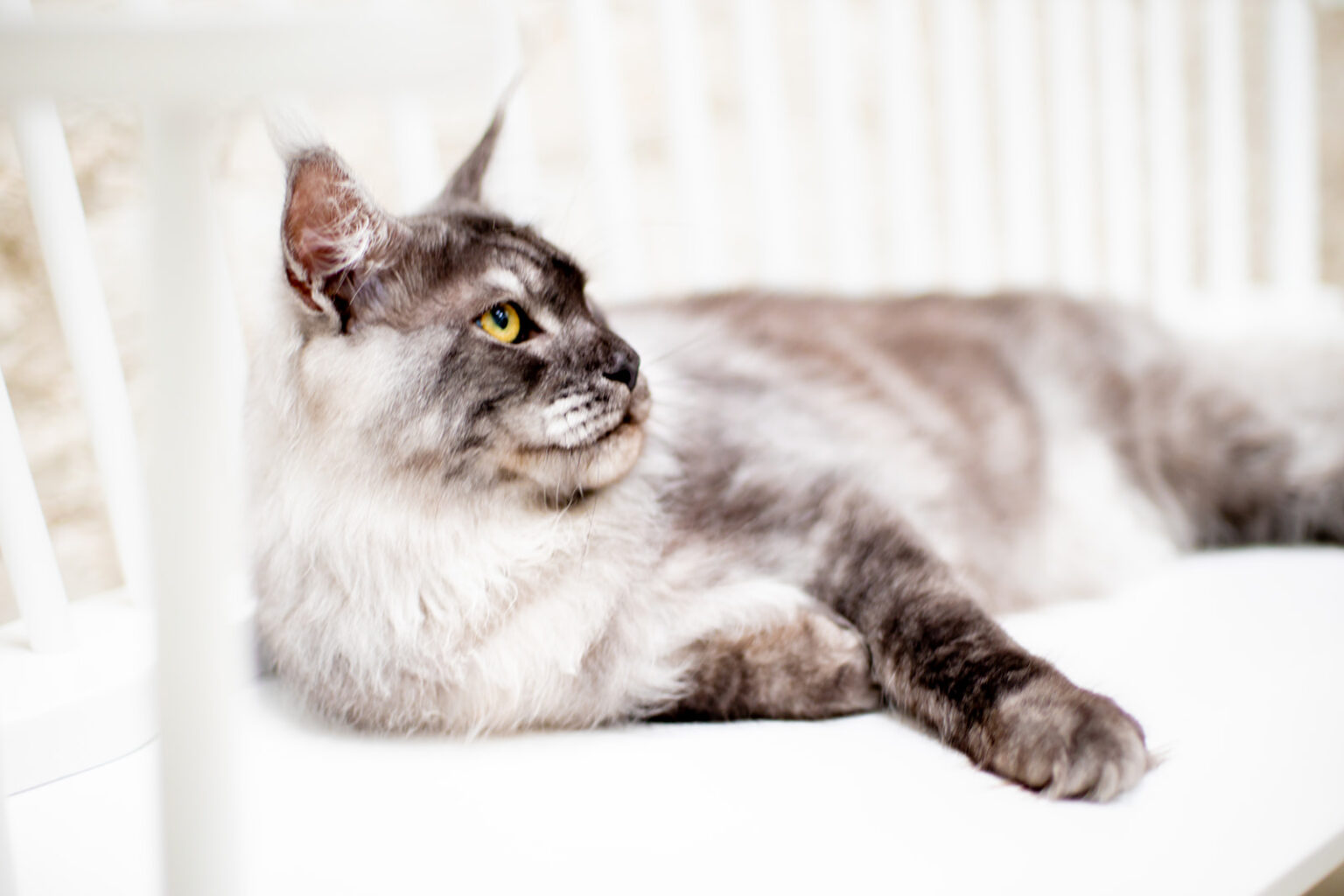 Main Coon kittens for sale