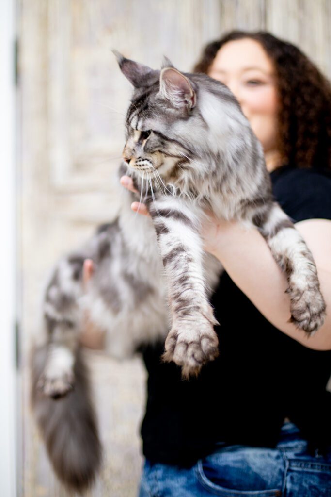 Maine Coon Adoption - Mythic Maine Coons