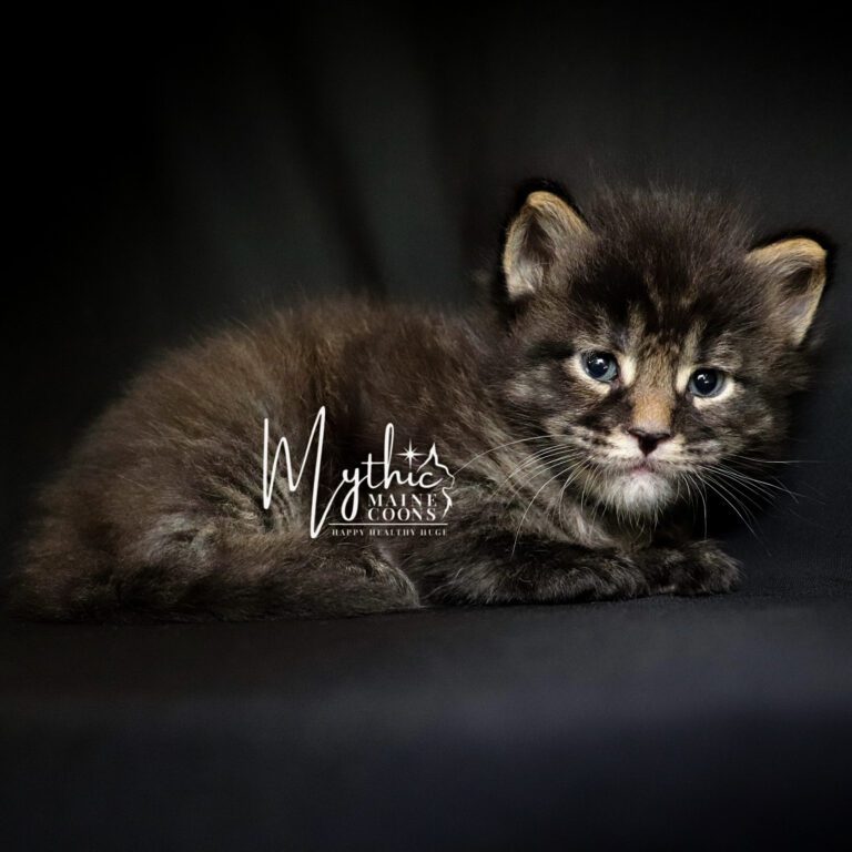 Maine Coon Breeder - Mythic Maine Coons