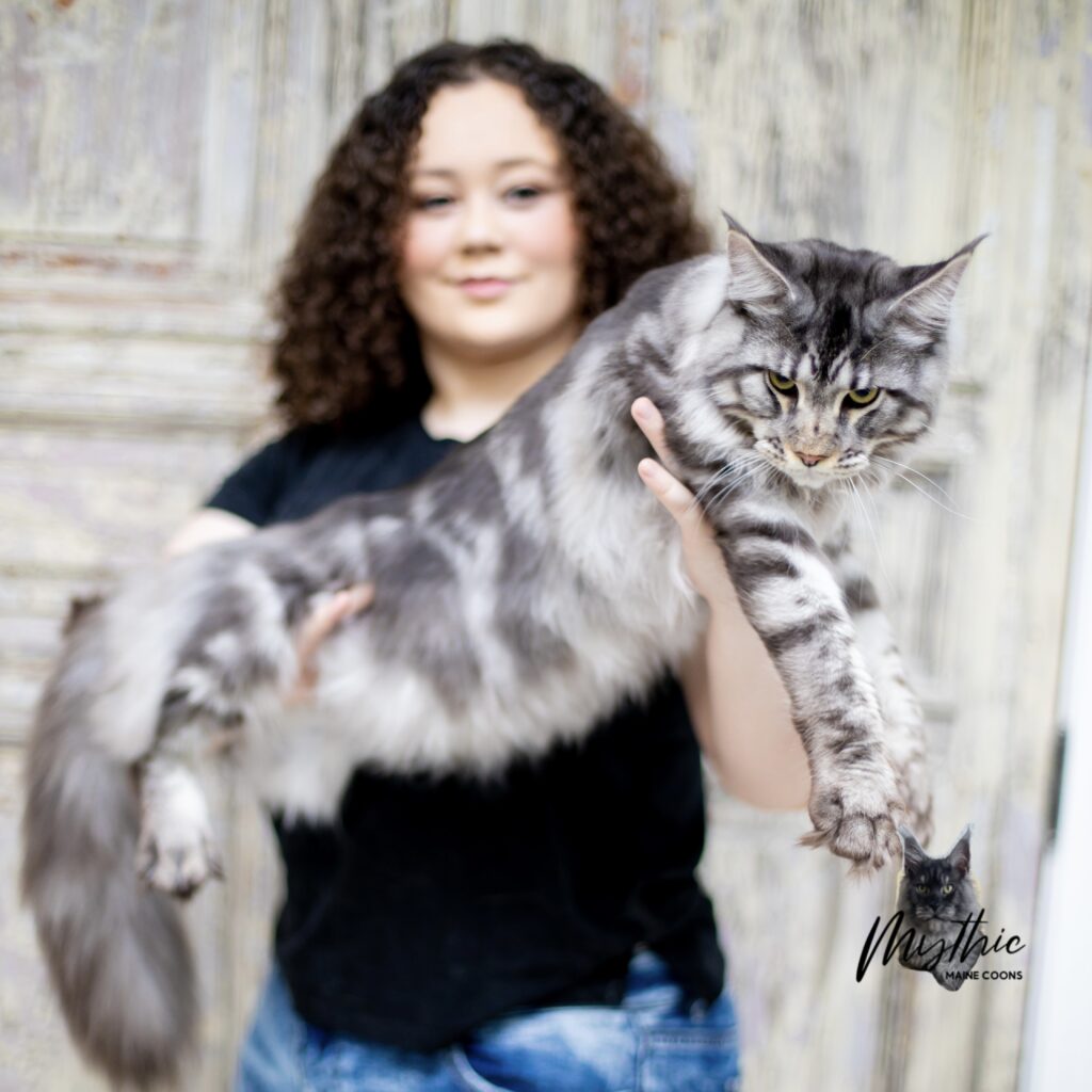Champion Bloodline Maine Coon Kittens for Sale