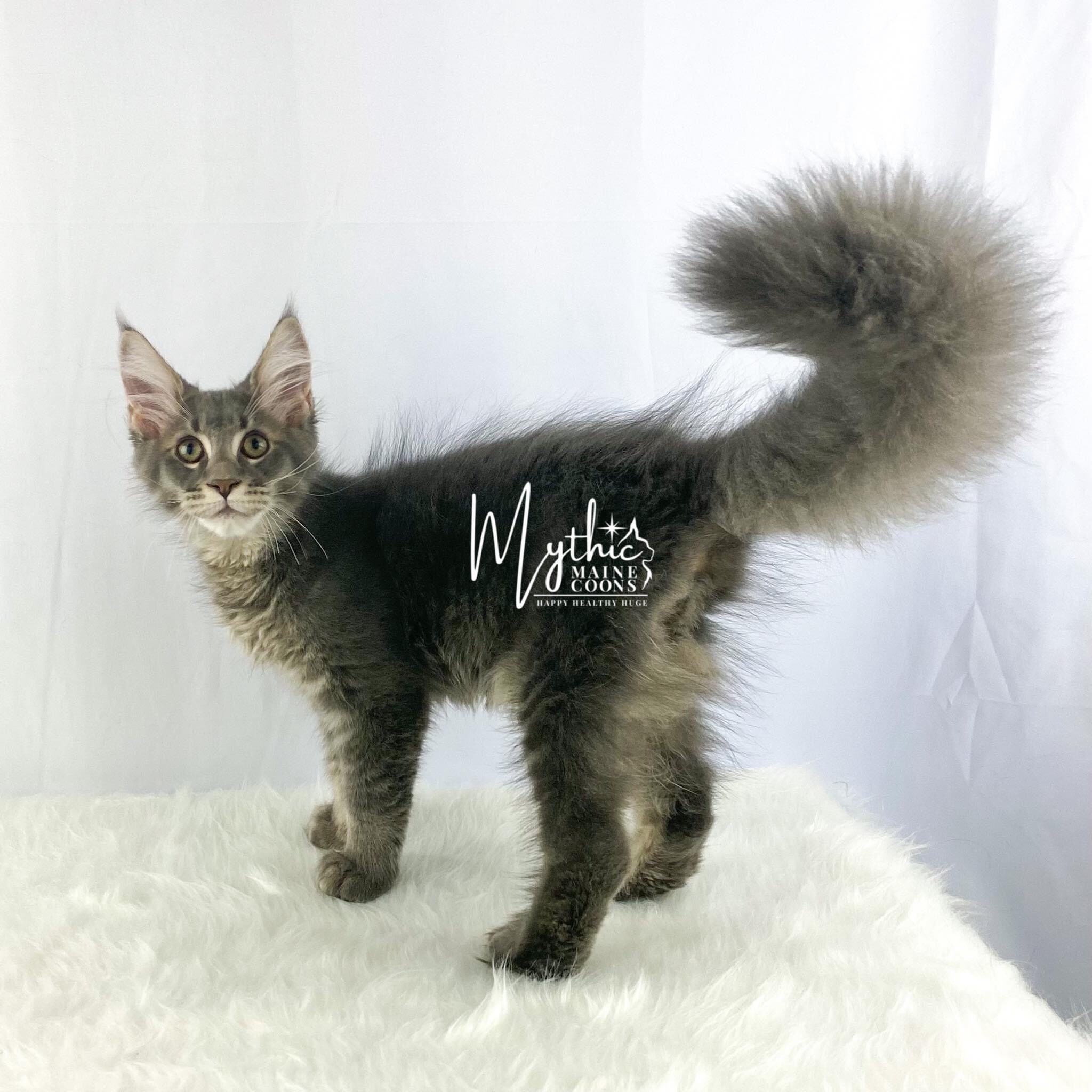 Kitten Info & Colors | Maine Coon Kittens by Mythic Maine Coons
