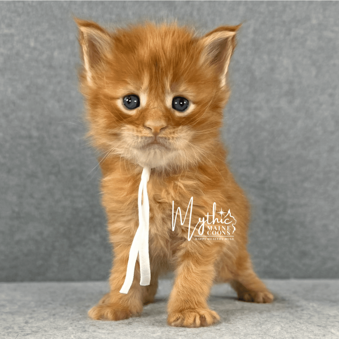 Buy Maine Coon Kittens | Mythic Maine Coons